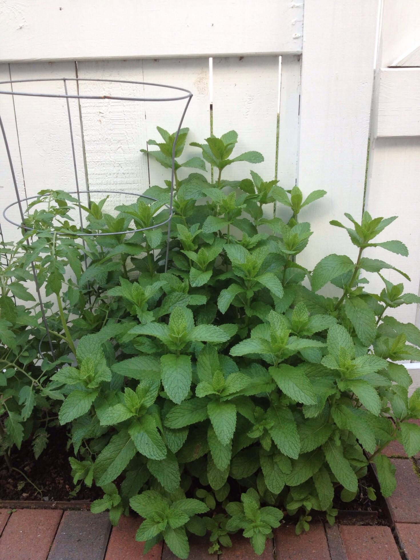 Big Mint - Office Coffee & Breakroom Supplies - Aroma Coffee